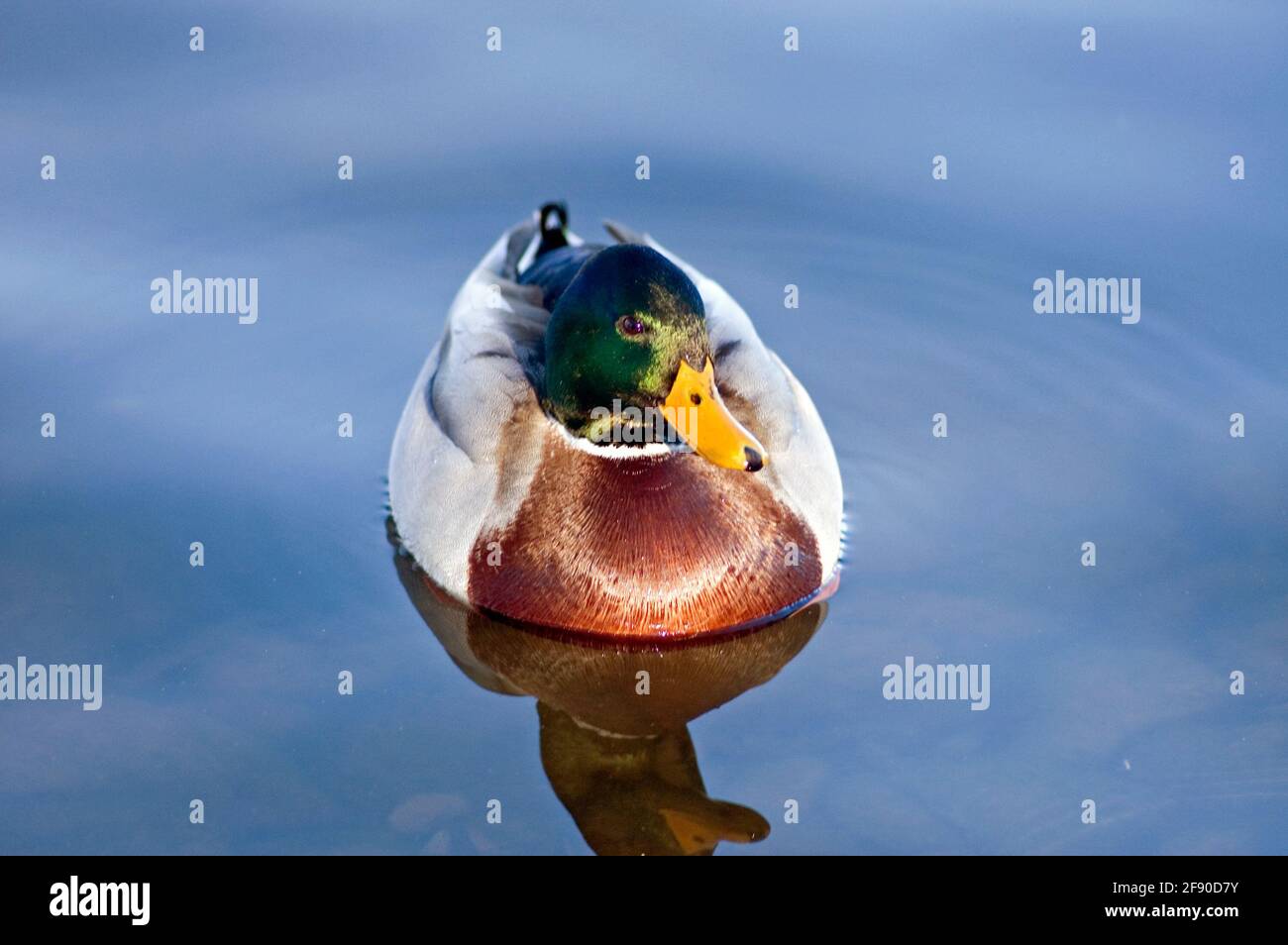 Uccello reale hi-res stock photography and images - Alamy