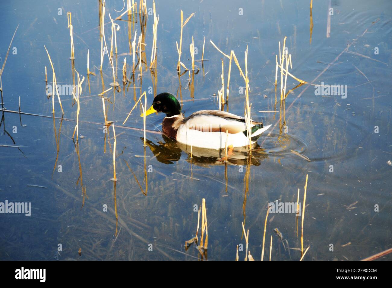 Uccello reale hi-res stock photography and images - Alamy