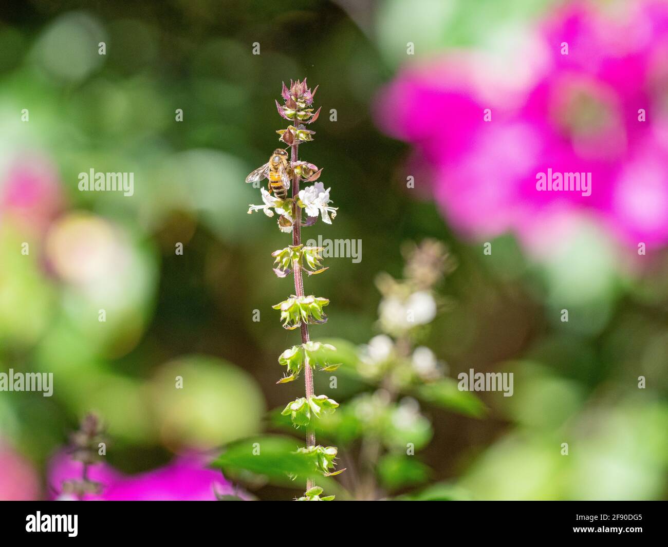 Bee forage plant hi-res stock photography and images - Alamy