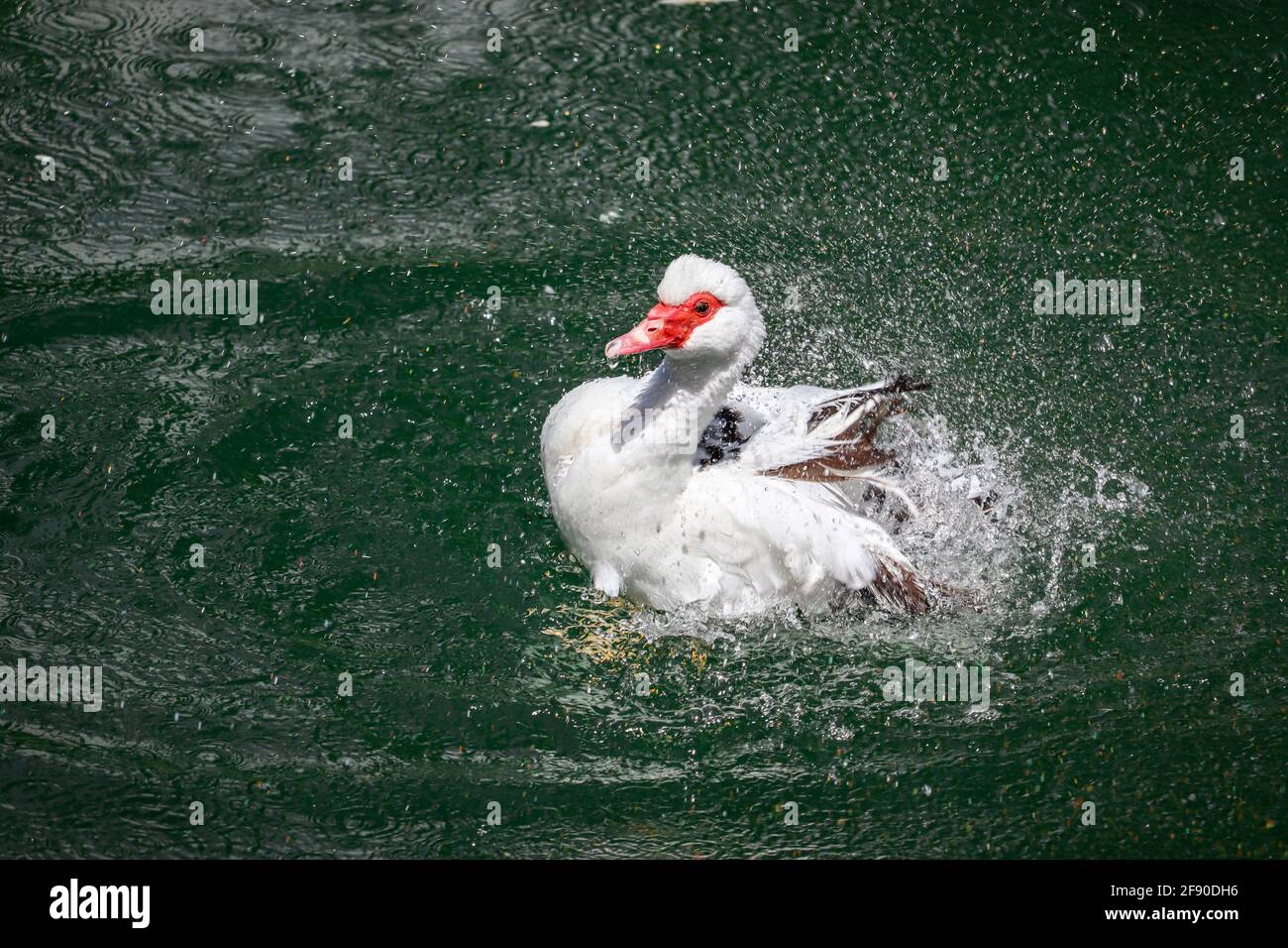 Muscovy duck floating in the po Stock Photo - Alamy