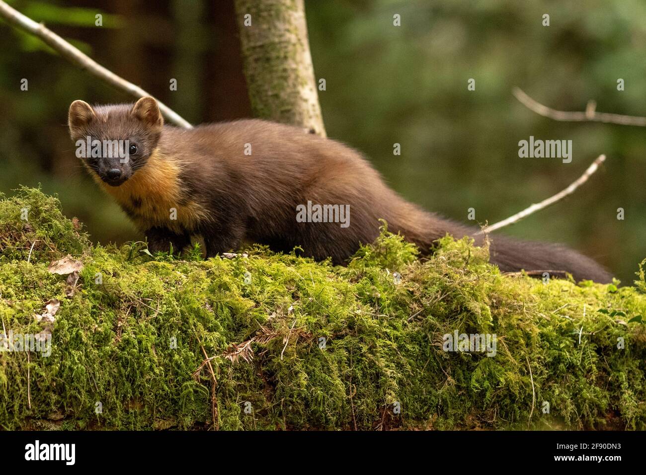 Dyfi forest wales hi-res stock photography and images - Alamy