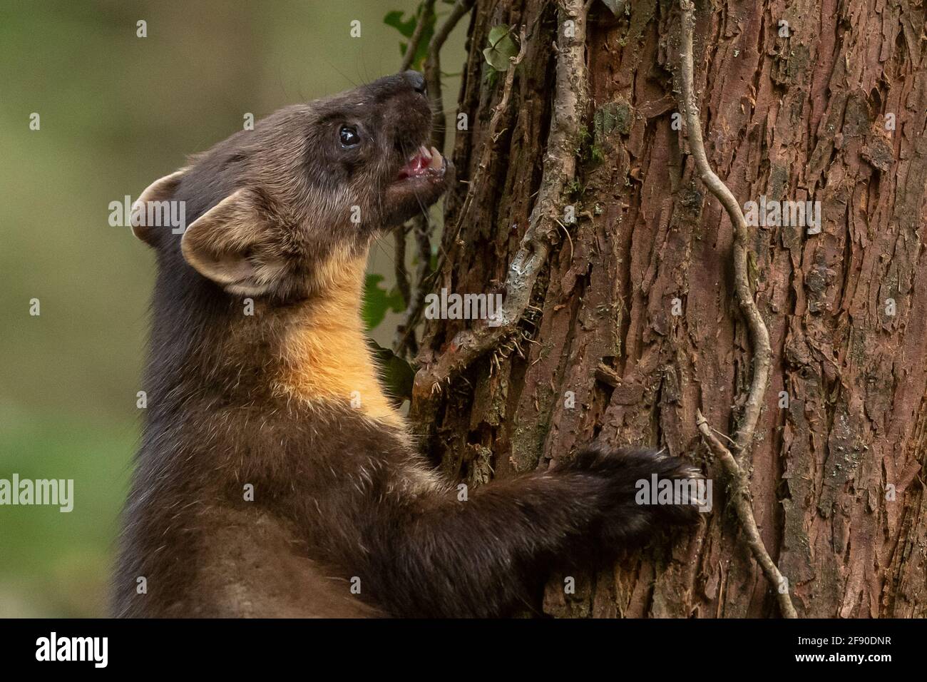Welsh Pine Marten (Martes Martes) in The Dyfi Forest ,North Wales Stock ...