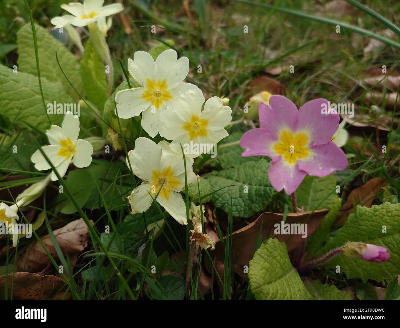 Close-up shot of blossoming white and purple buttercups Stock Photo - Alamy