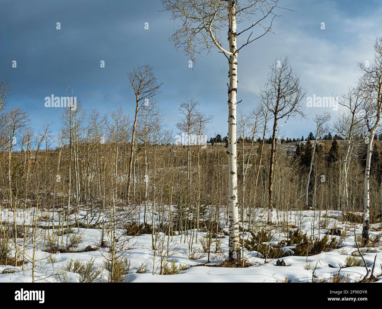 Mountain Snow Forest Border