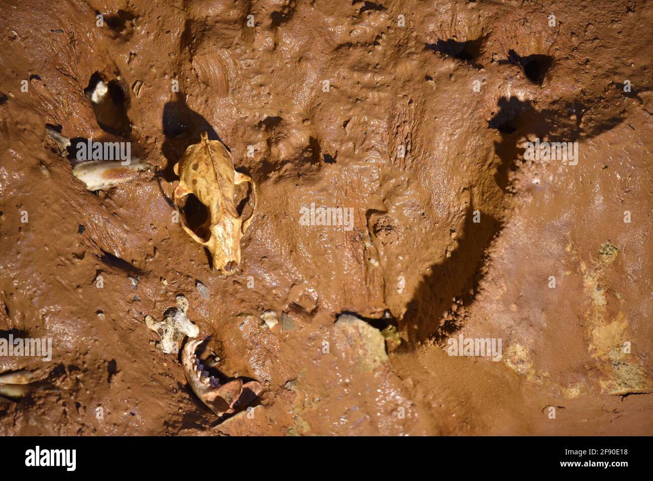 Top view of the remains of bones in the dark old ancient cave Stock ...