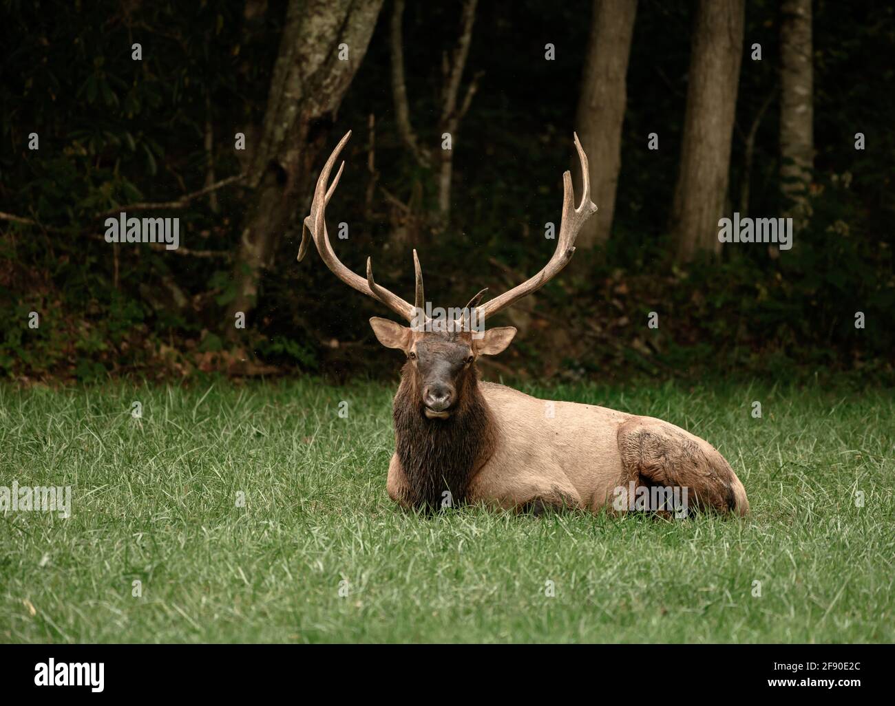 Blue ridge parkway wildlife hi-res stock photography and images - Alamy