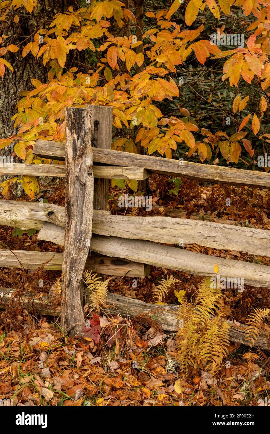 Split Rail Fence Post and Golden Leaves along Blue Ridge Parkway Stock ...