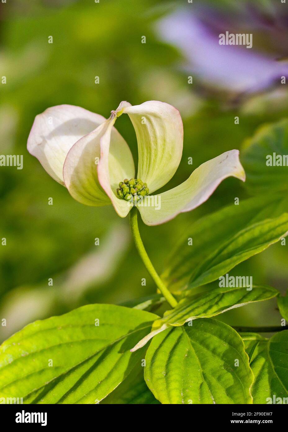 Dogwood tree with blooming white flowers hi-res stock photography and ...
