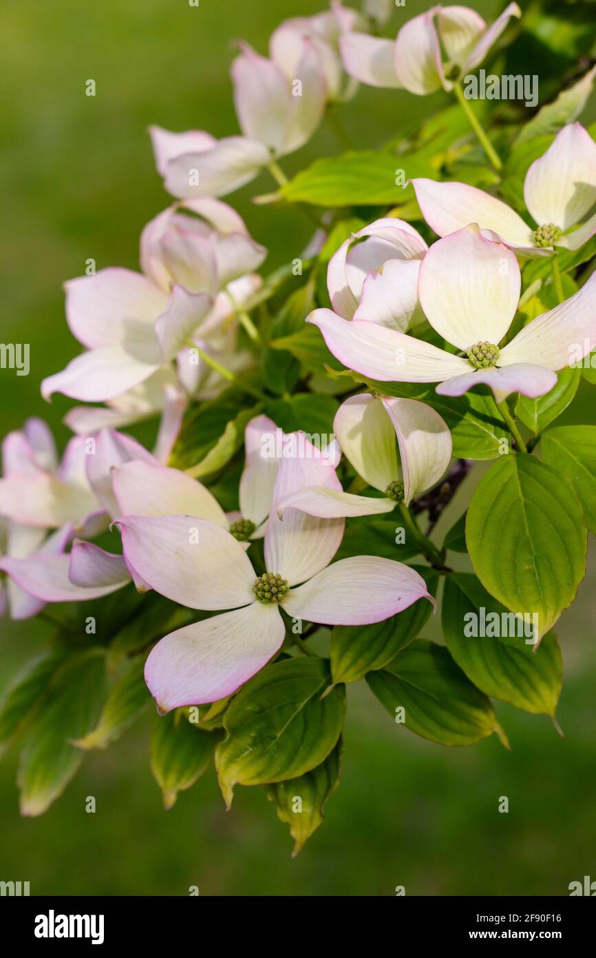 Dogwood flower on white hi-res stock photography and images - Alamy