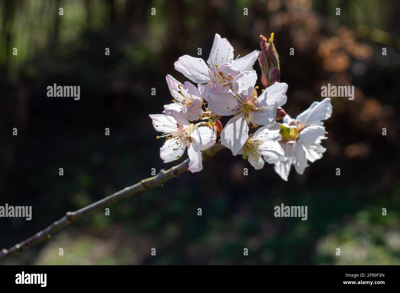 Prunus cerasus, known as sour cherry, tart or dwarf cherry. Cherry ...