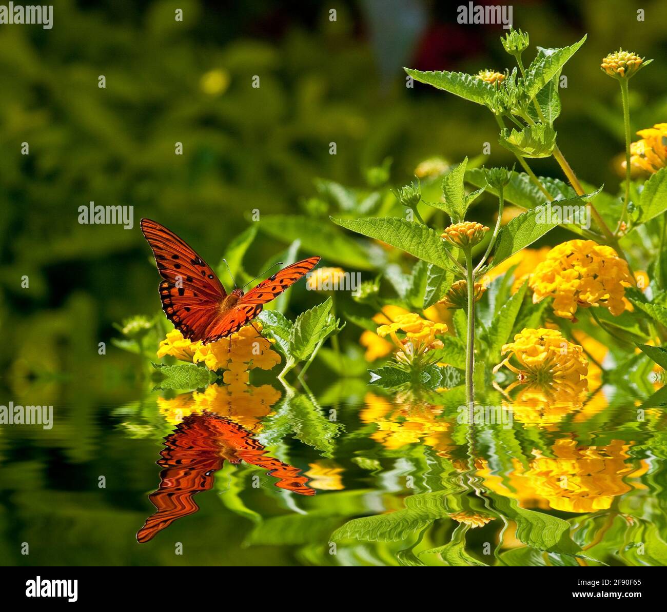 Red spread lantana hi-res stock photography and images - Alamy