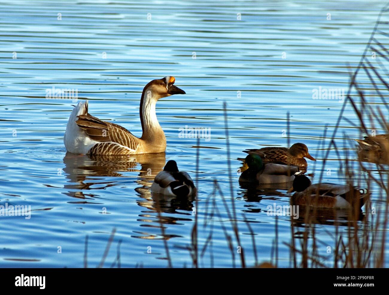 Uccelli acquatici selvatici hi-res stock photography and images - Alamy