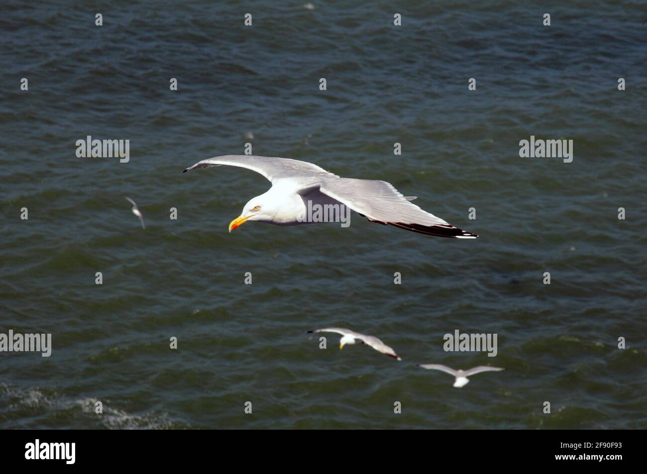 Portrait of seagulls hi-res stock photography and images - Alamy