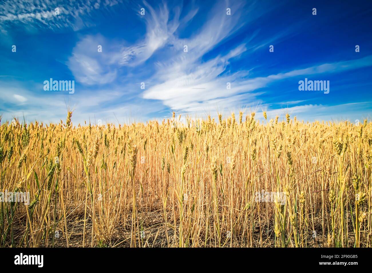 Clear grain hi-res stock photography and images - Alamy