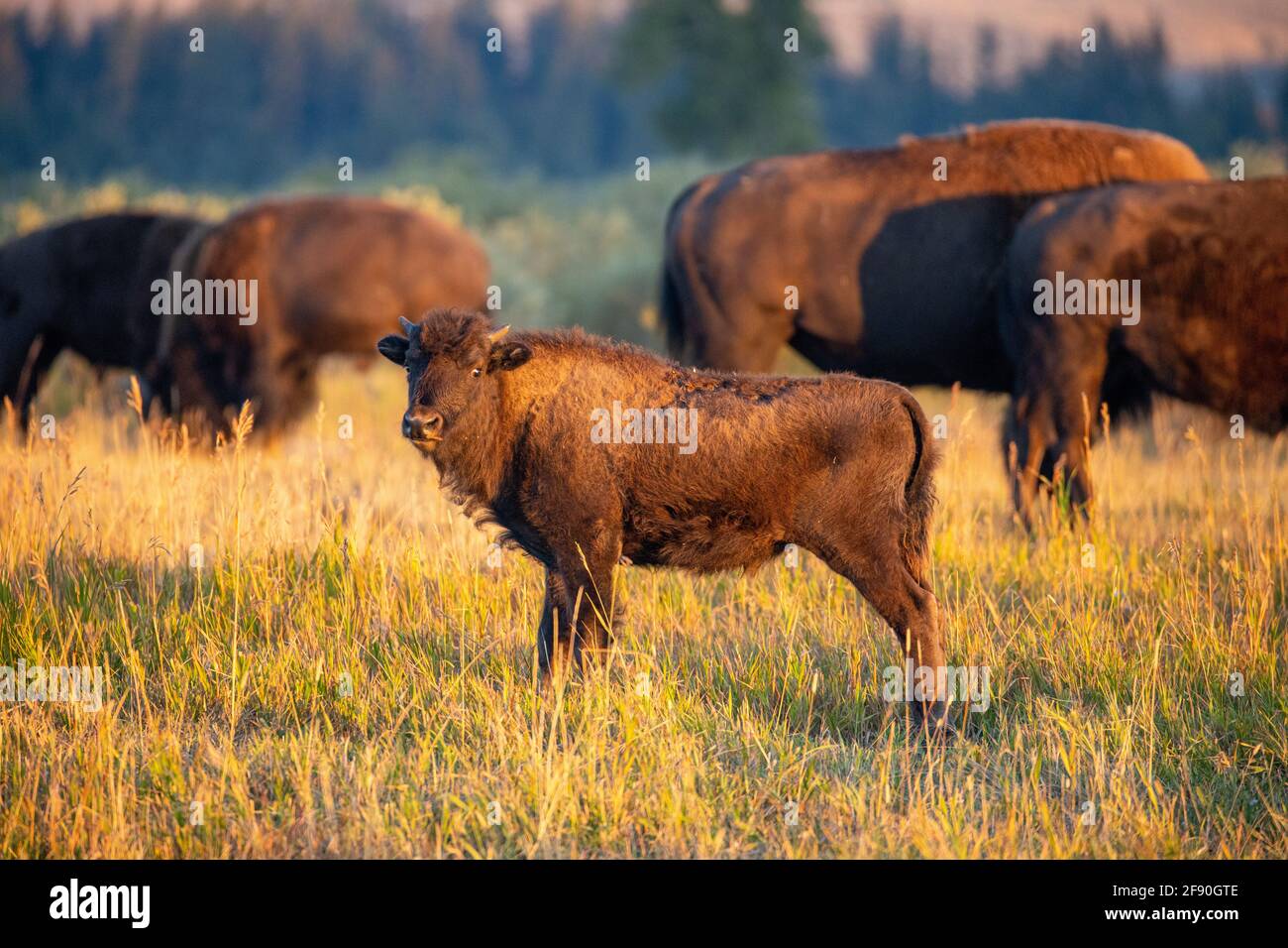 Bison tetons hi-res stock photography and images - Alamy