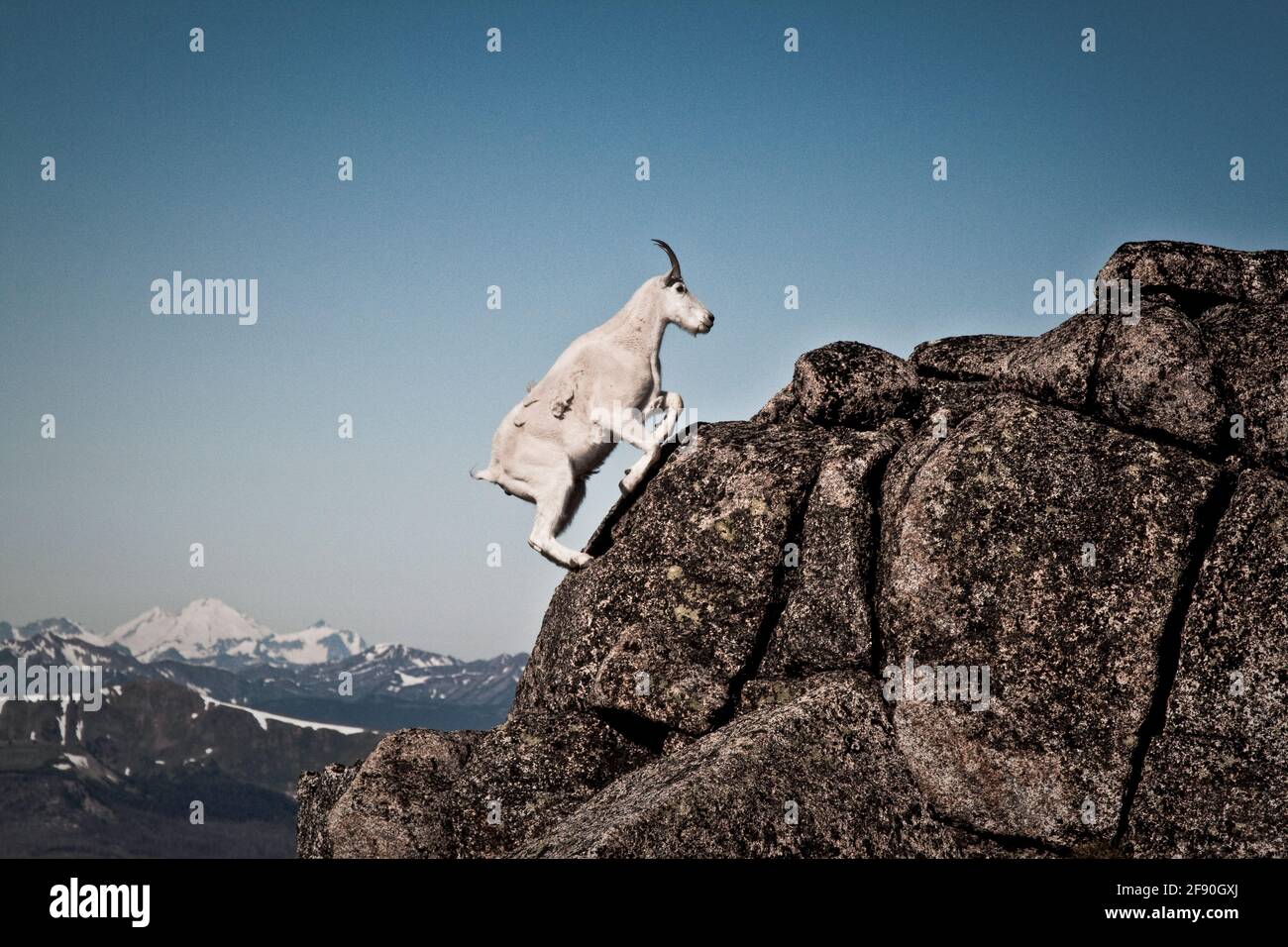 Mountain goat climbing hi-res stock photography and images - Alamy