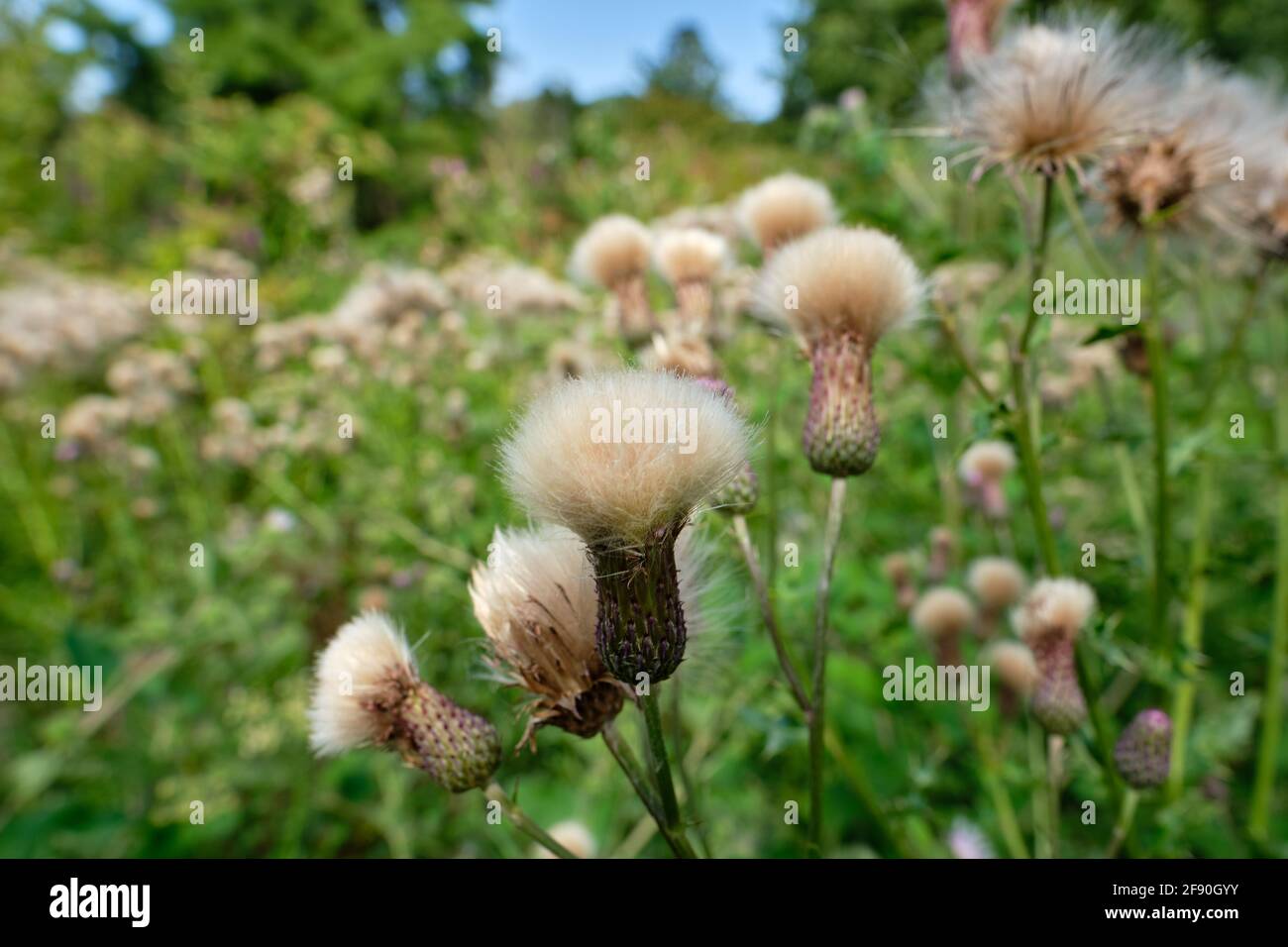 Blue background white strands hi-res stock photography and images - Alamy