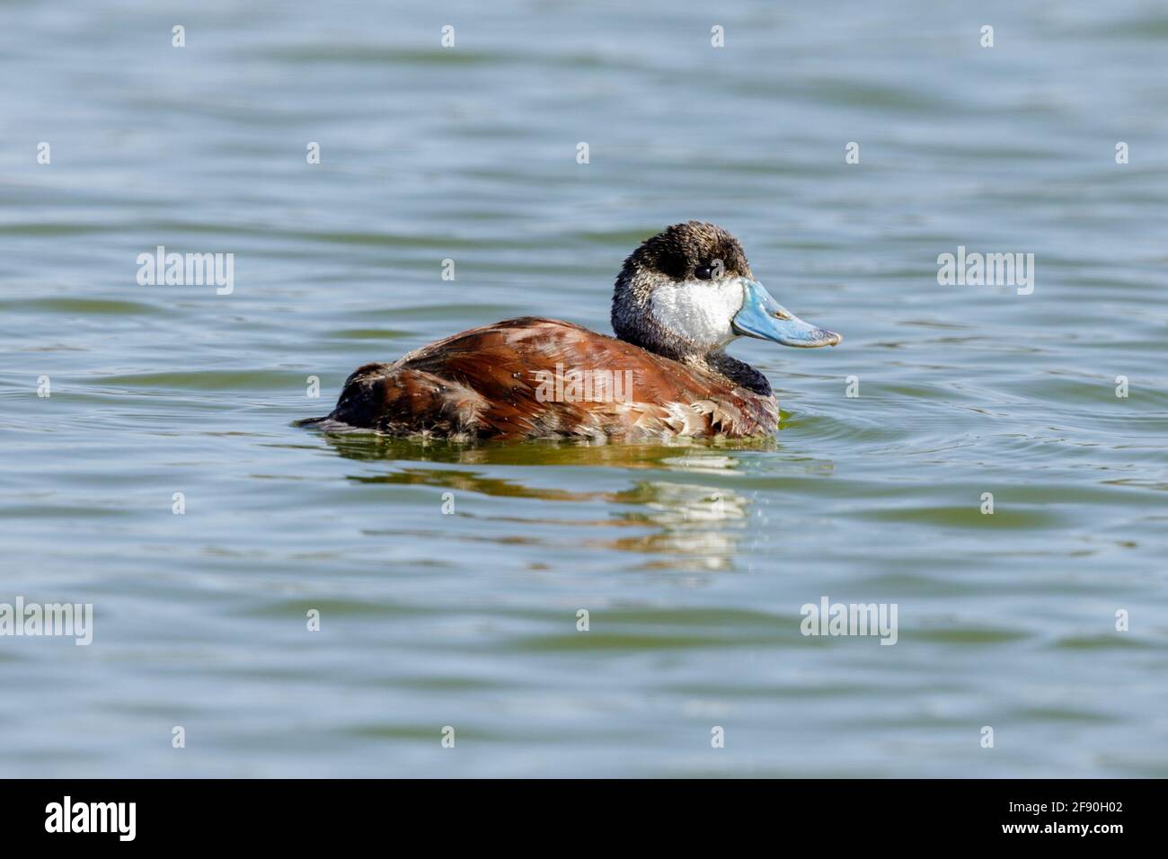 Ruddy Duck breeding adult male swimming. Palo Alto Baylands, California ...