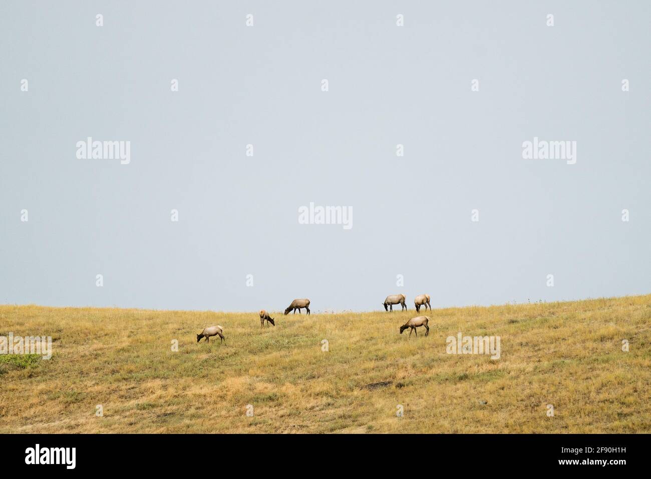 National bison range hi-res stock photography and images - Alamy