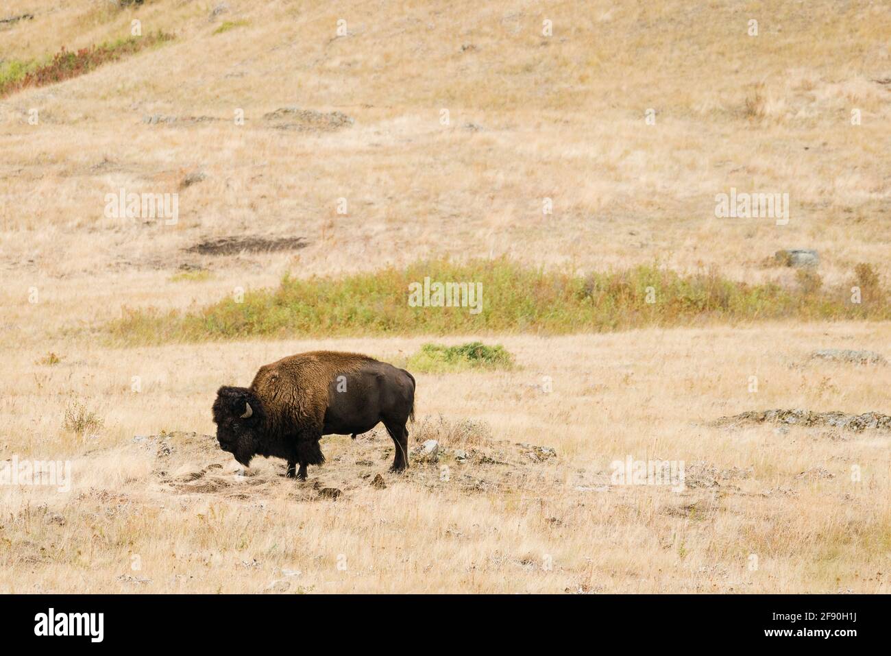 Bison range hi-res stock photography and images - Alamy