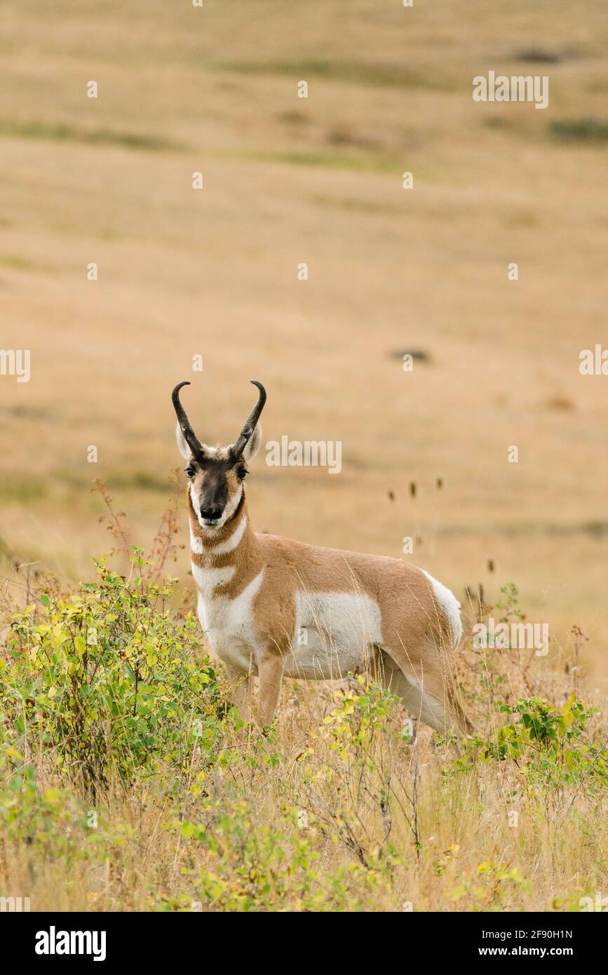 Pronghorn and bison hi-res stock photography and images - Alamy