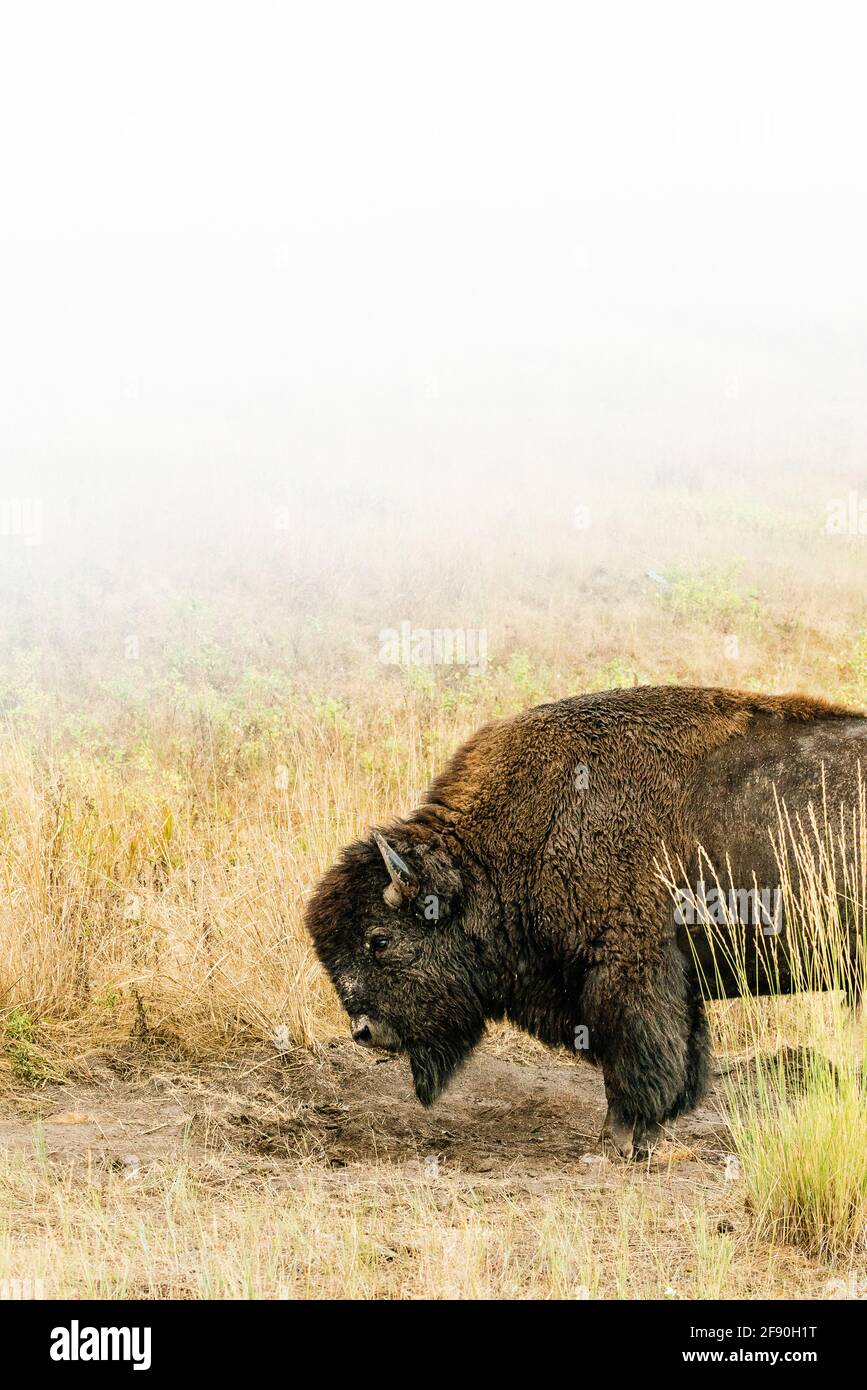 Side view of a Buffalo at the National Bison Range in Montana Stock ...