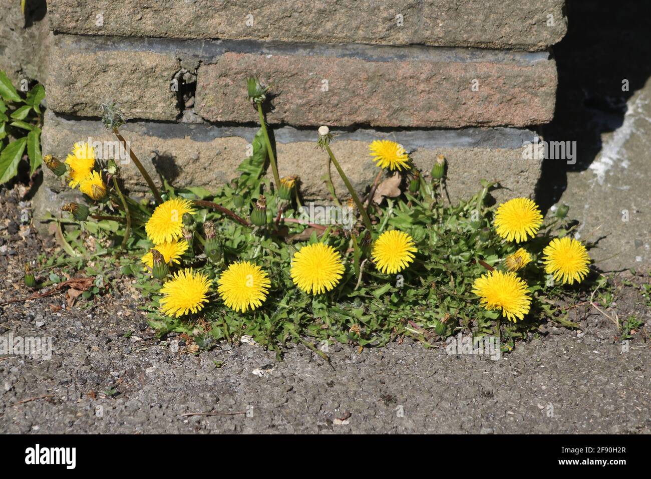 Group of dandelions hi-res stock photography and images - Alamy