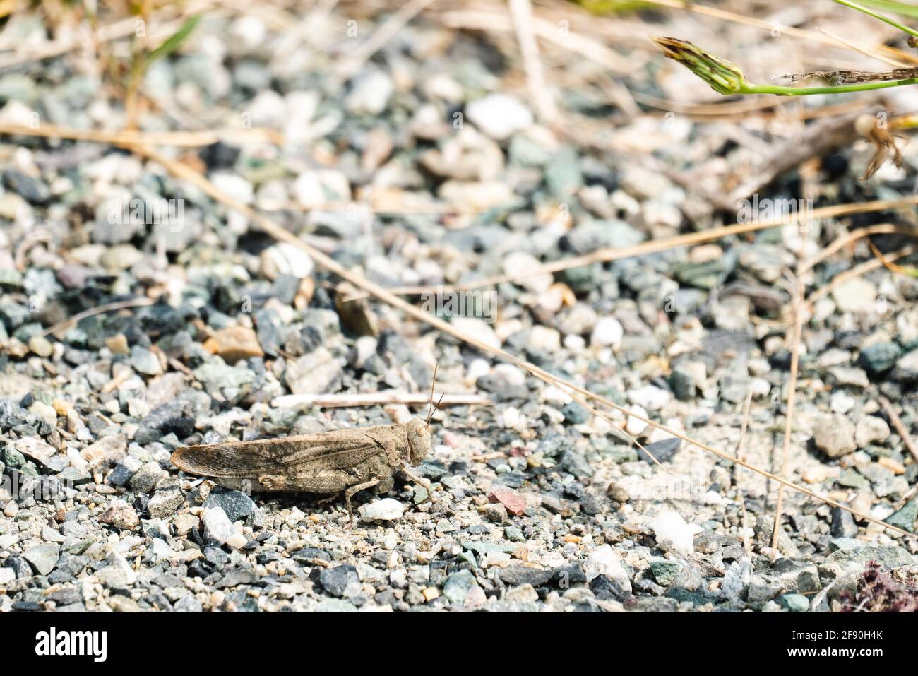 Carolina locust hi-res stock photography and images - Alamy
