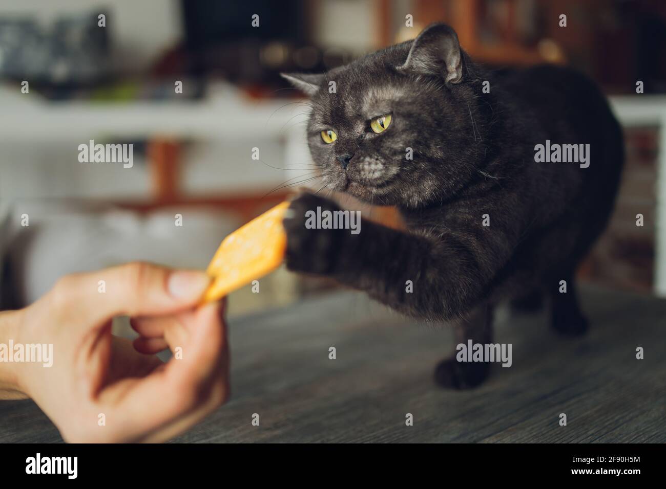Kitten eats cake. The cat eats the sweets. The blue kitten Stock Photo ...