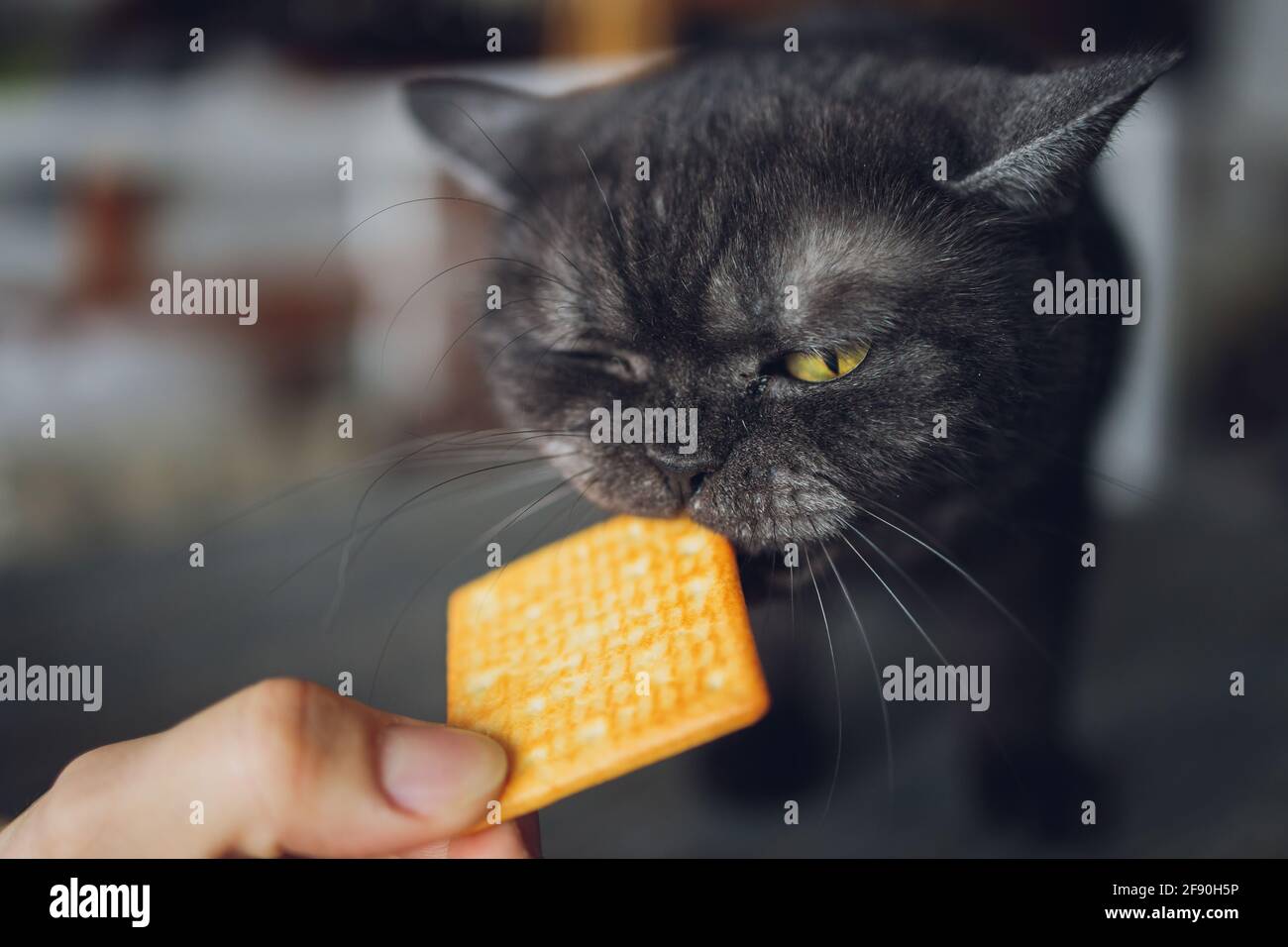 Kitten eats cake. The cat eats the sweets. The blue kitten Stock Photo ...