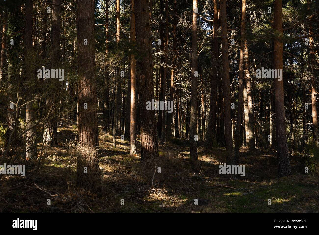 Quiet, crowded forest with tall trees Stock Photo - Alamy