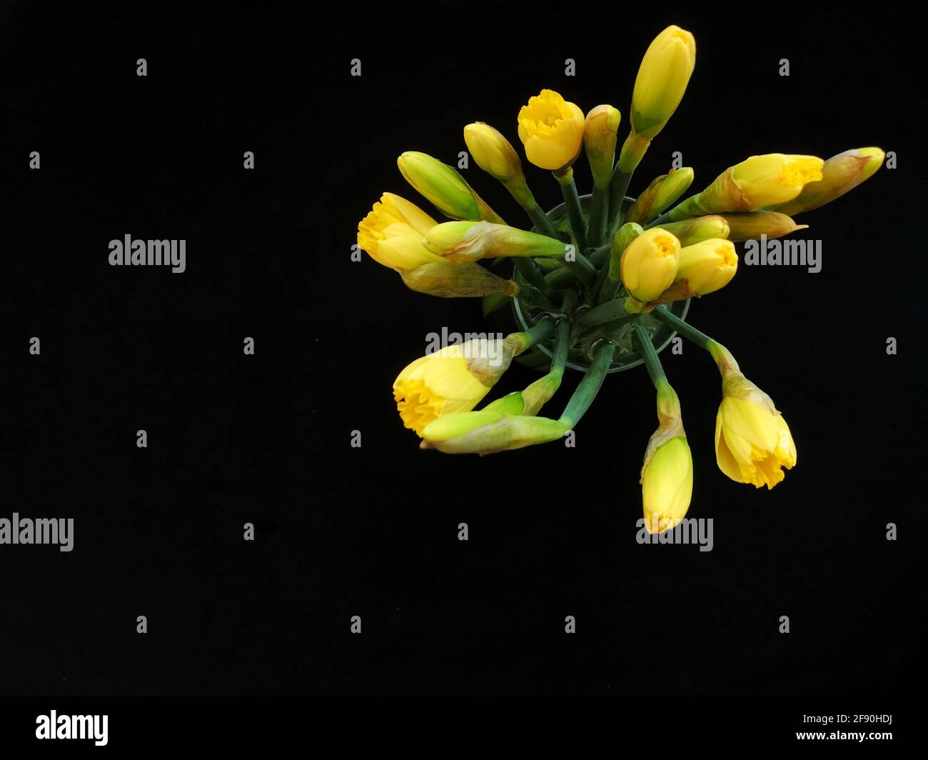 Daffodils bouquet hi-res stock photography and images - Alamy