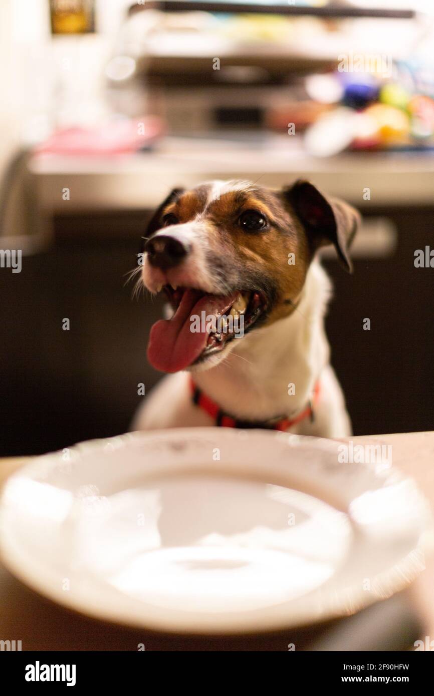 Jack russell dog sits home hi-res stock photography and images - Alamy
