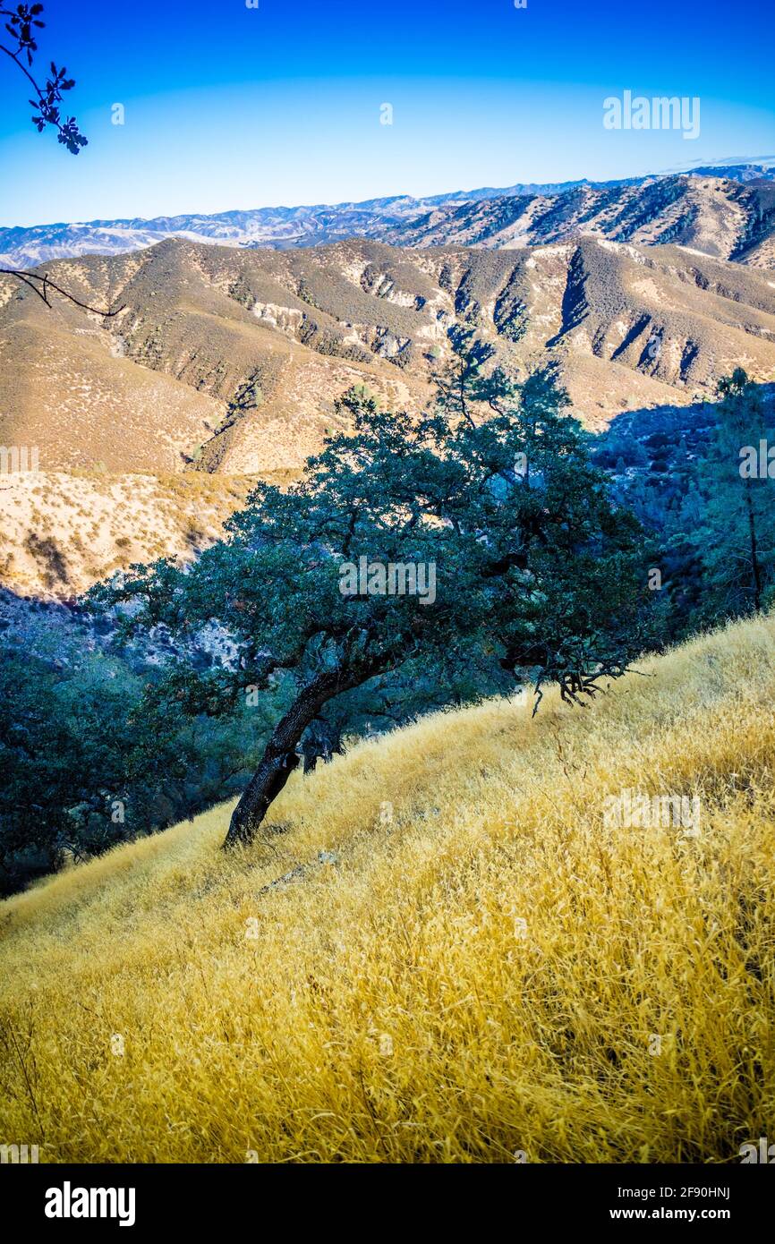 Forestal landscape hi-res stock photography and images - Alamy