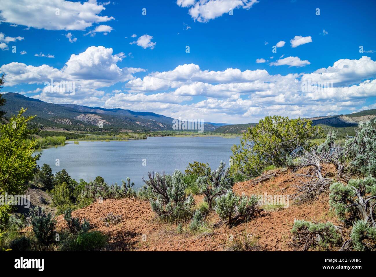 Cortez tree hi-res stock photography and images - Alamy