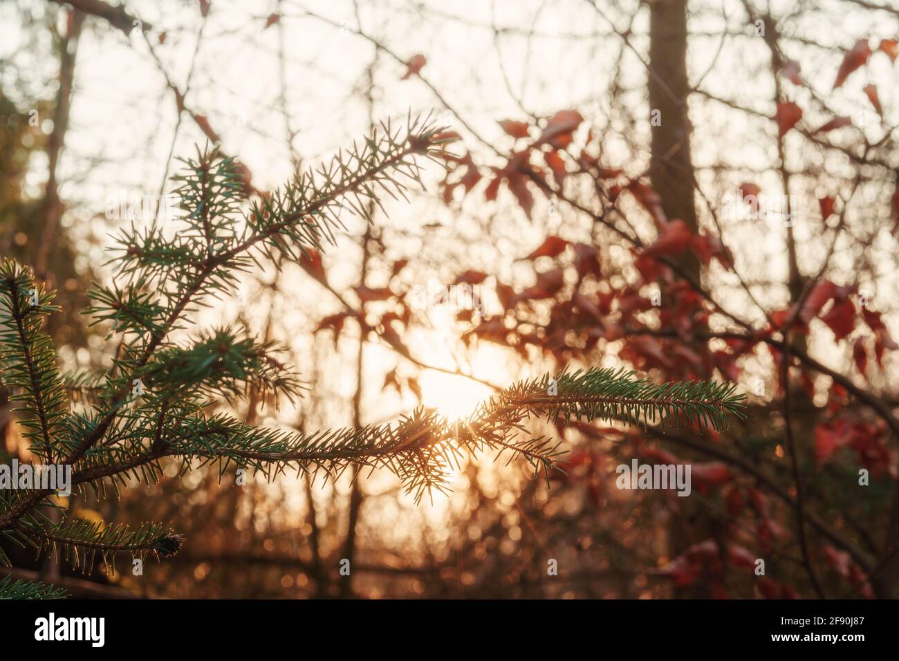 Bald forest hi-res stock photography and images - Alamy