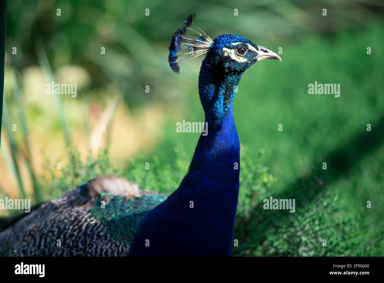 Green peafowl hi-res stock photography and images - Alamy