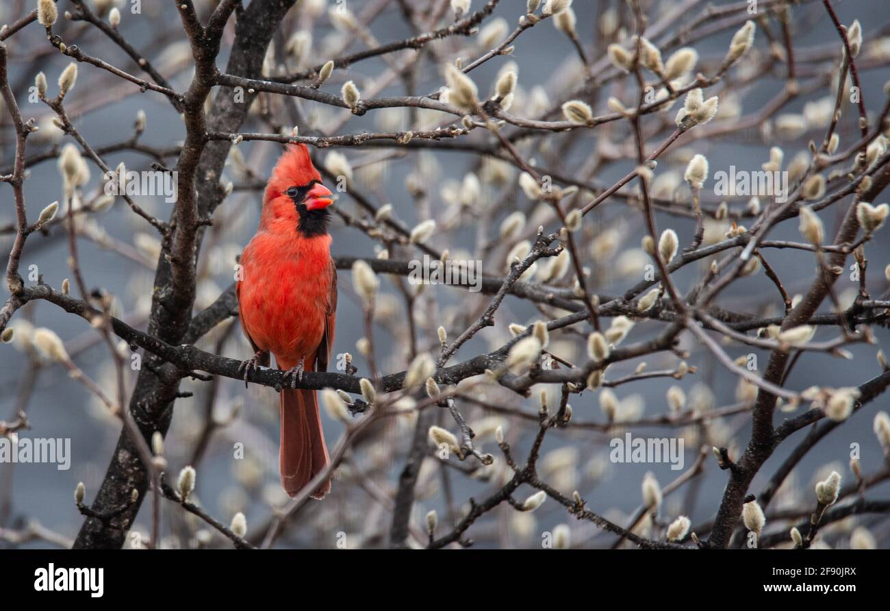 Cardinal sitting in tree hi-res stock photography and images - Alamy