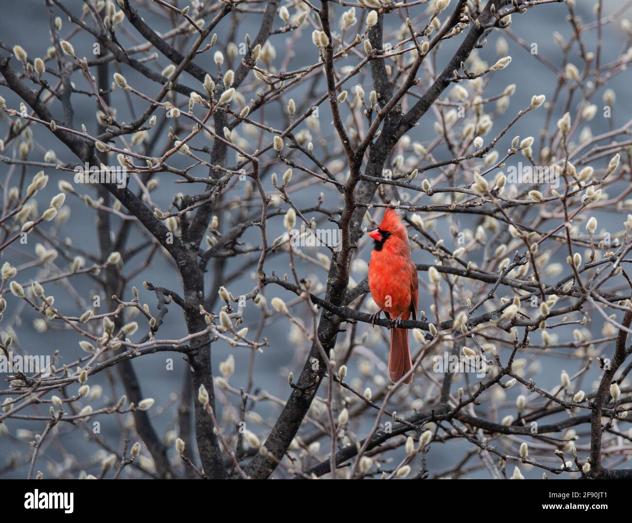 Red cardinal bird perched on tree covered in flower buds in spring ...