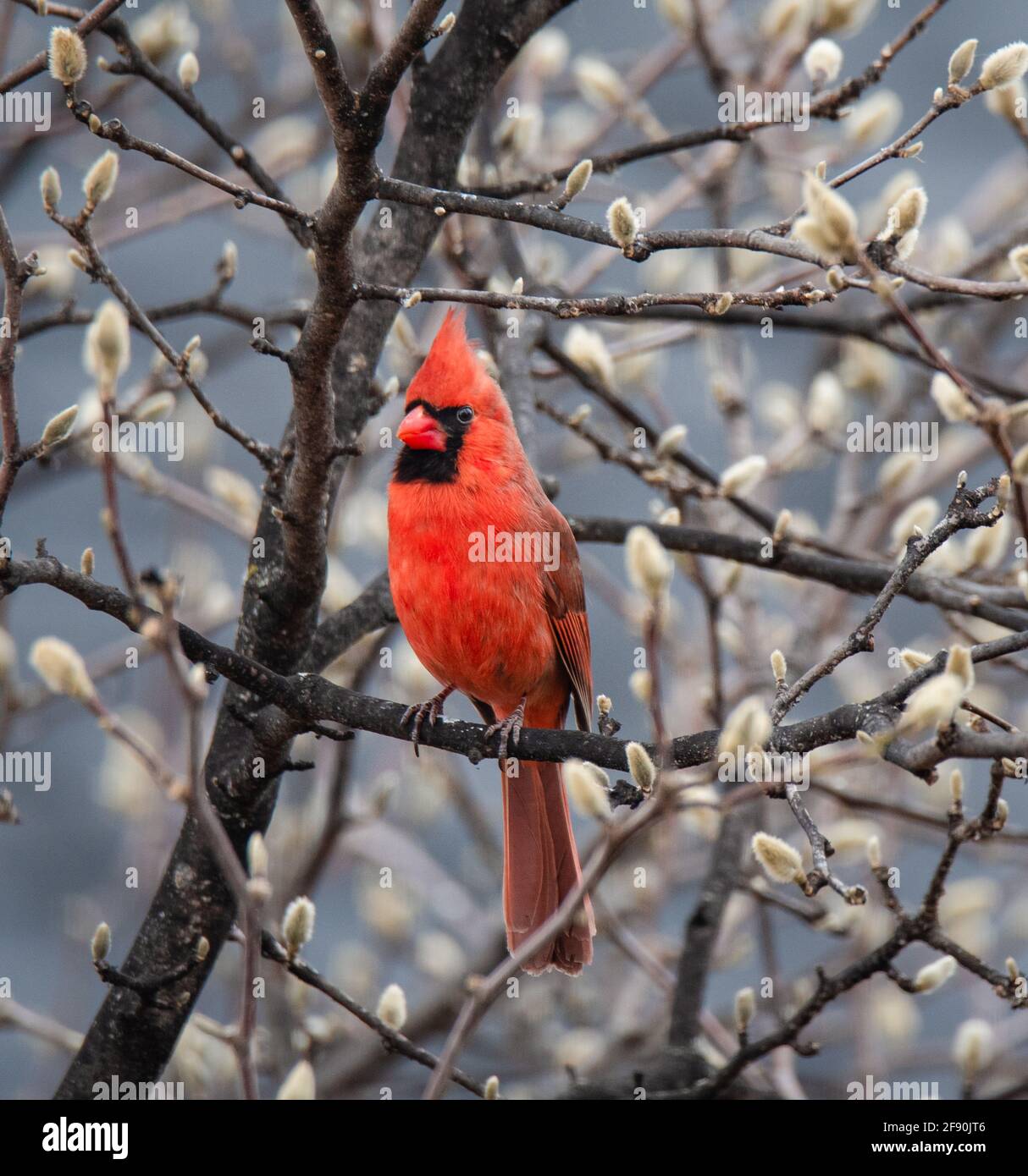 Sitting on buds of hi-res stock photography and images - Alamy