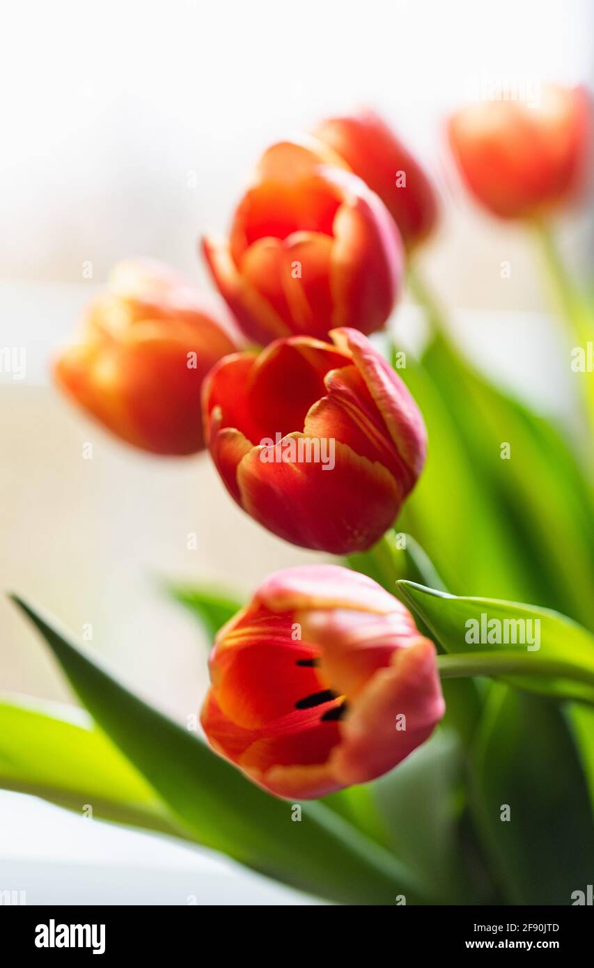 Bunch of spring tulip flowers hi-res stock photography and images - Alamy