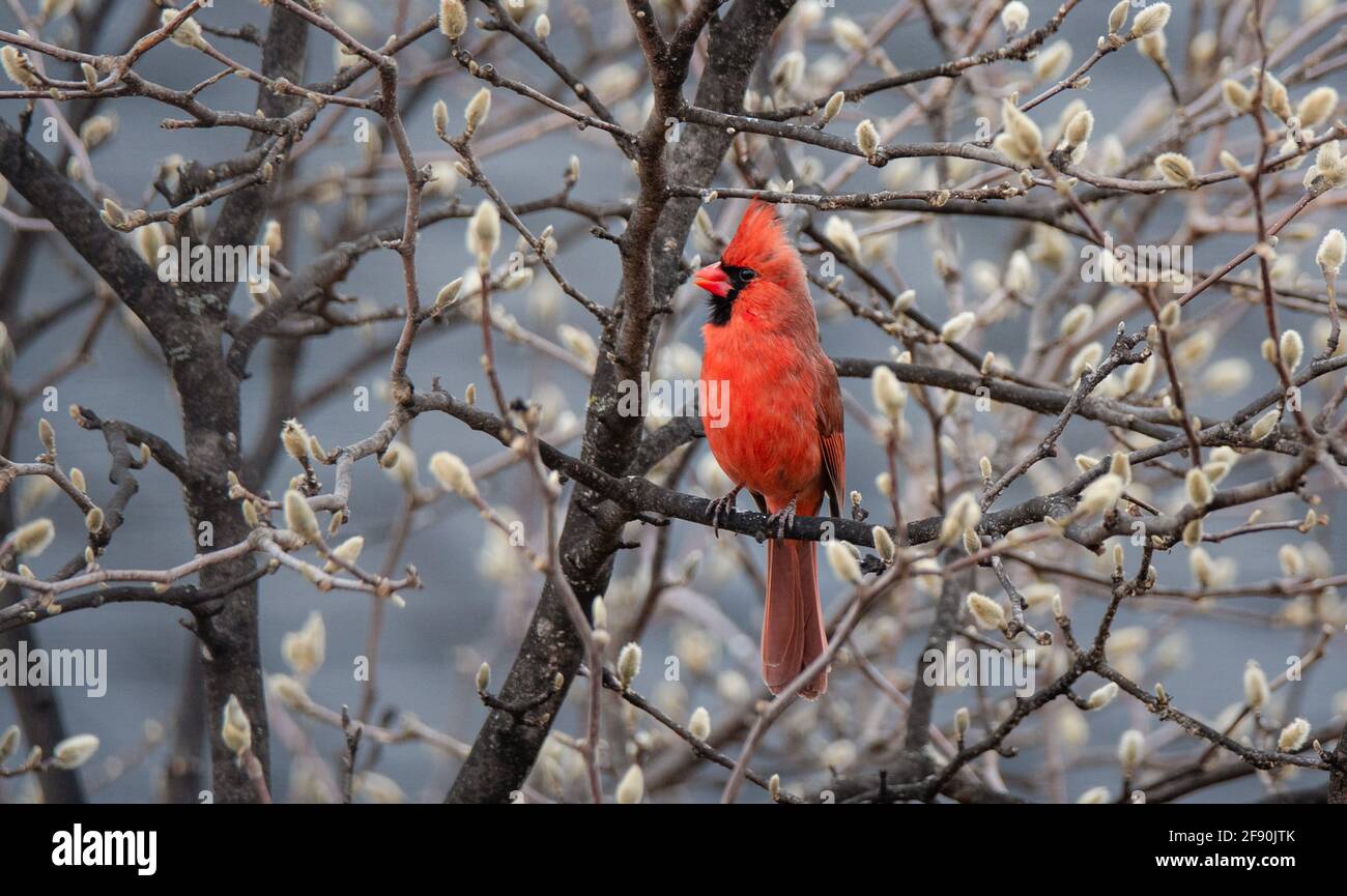 Cardinal flower bird hi-res stock photography and images - Alamy