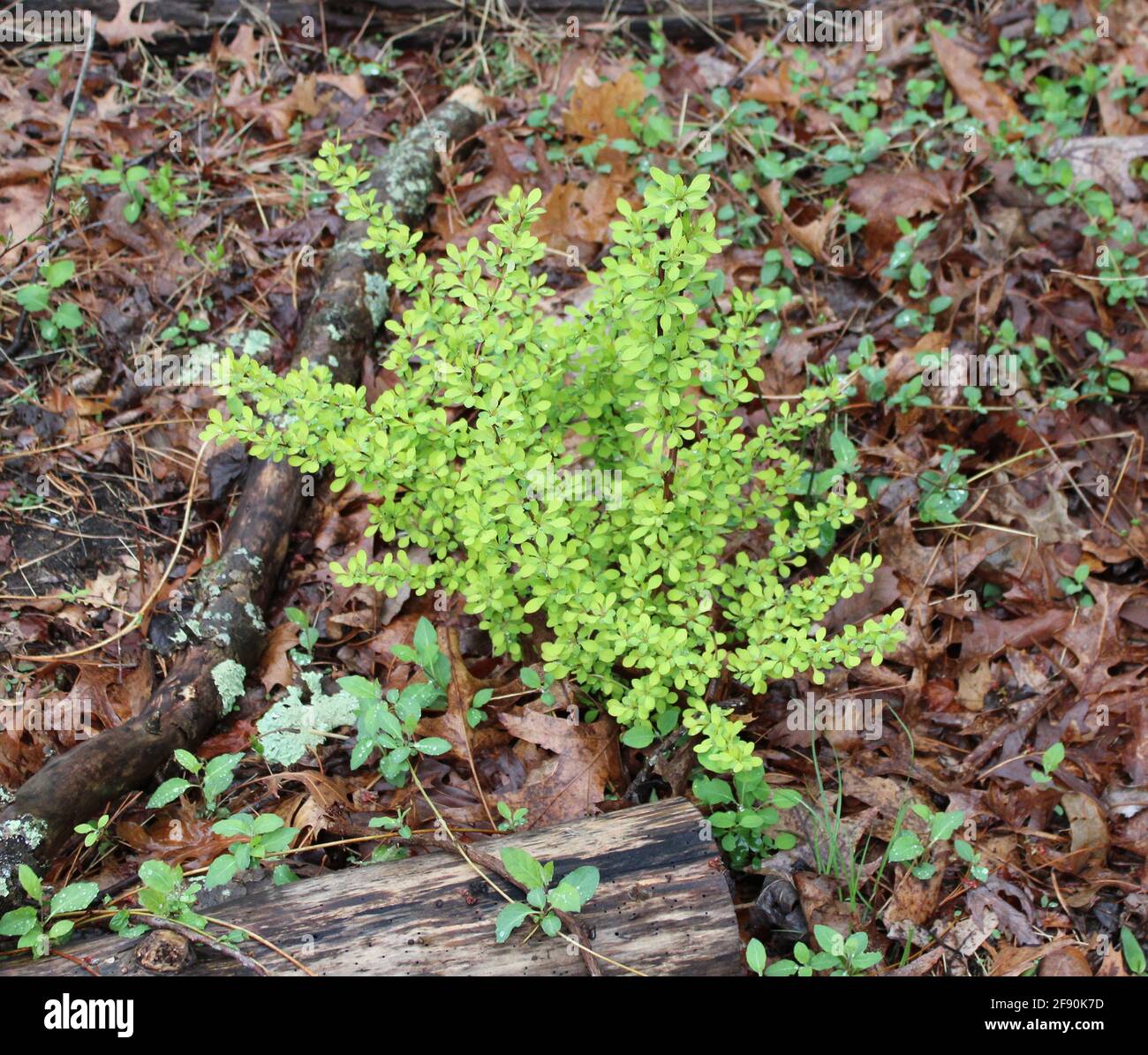 Lime green barberry hi-res stock photography and images - Alamy