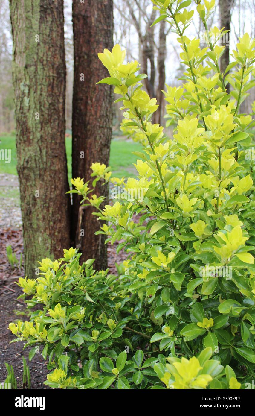 Euonymus japonicus green hedge hi-res stock photography and images - Alamy