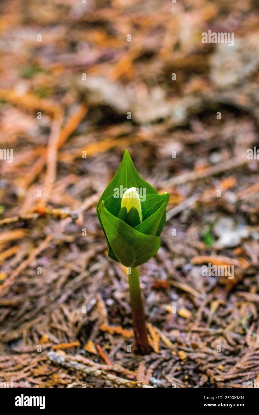 Trillium seedling hi-res stock photography and images - Alamy