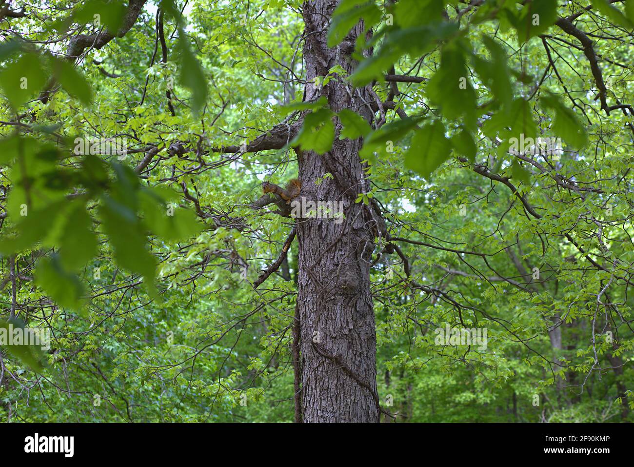 Squirrel falling hi-res stock photography and images - Alamy
