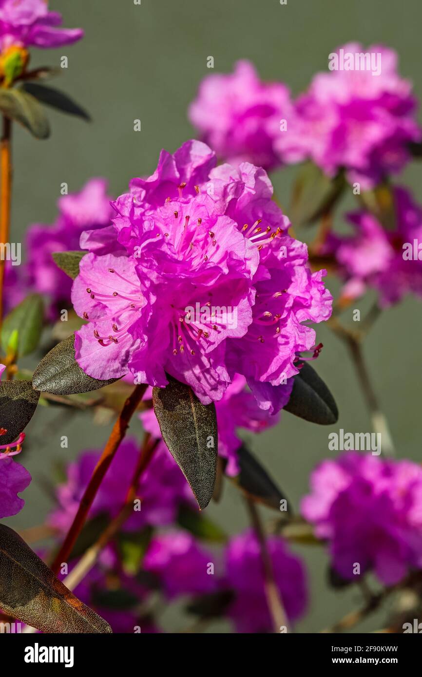 Azalea blossoms hi-res stock photography and images - Alamy
