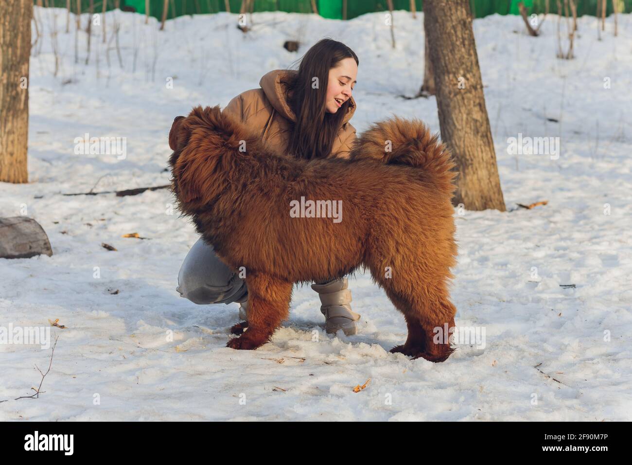 Woman hunter with a gun behind her back and Cane Corso dogs on a leash ...