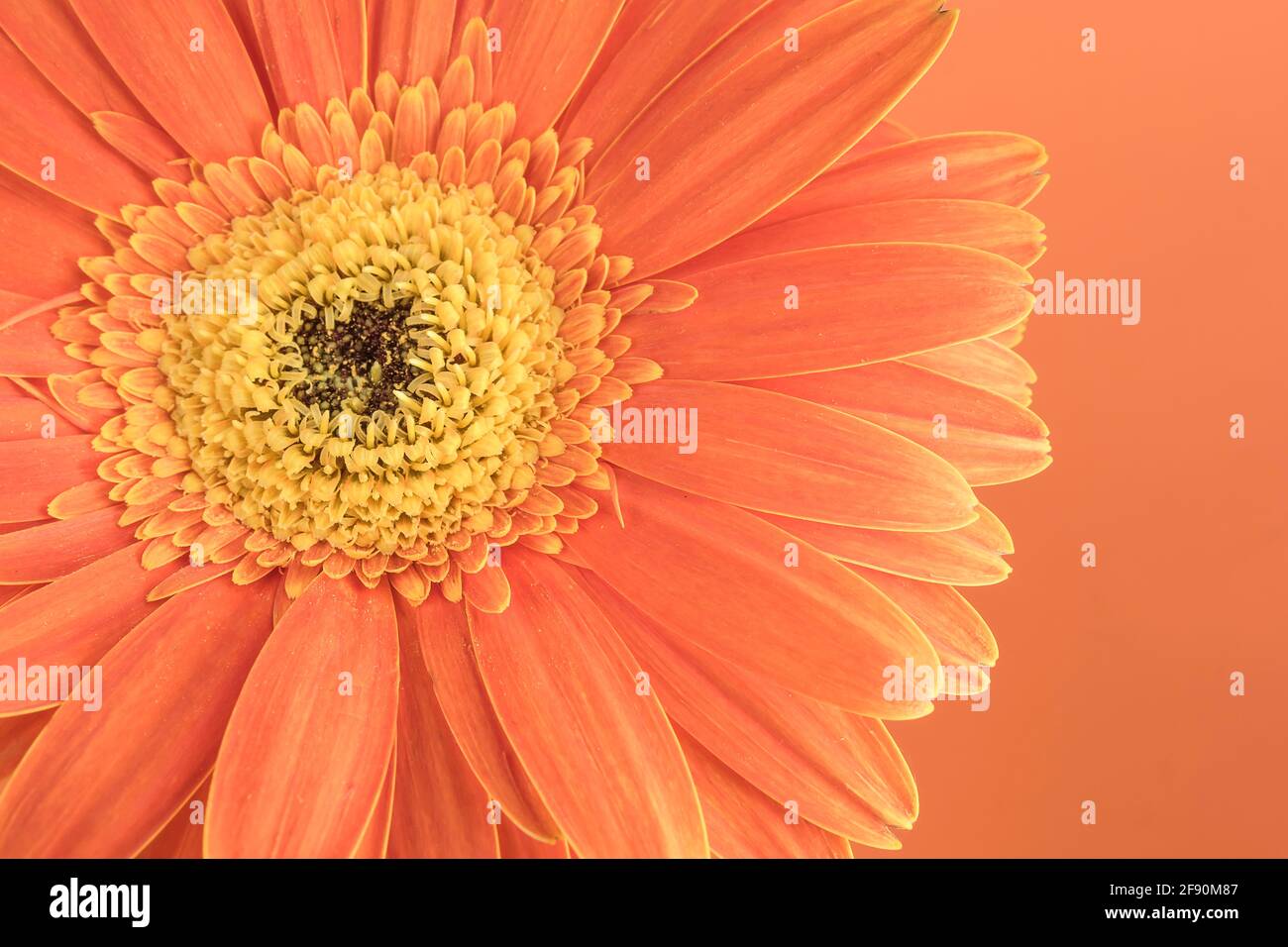 orange background with orange flowers embossed and textured Stock Photo ...