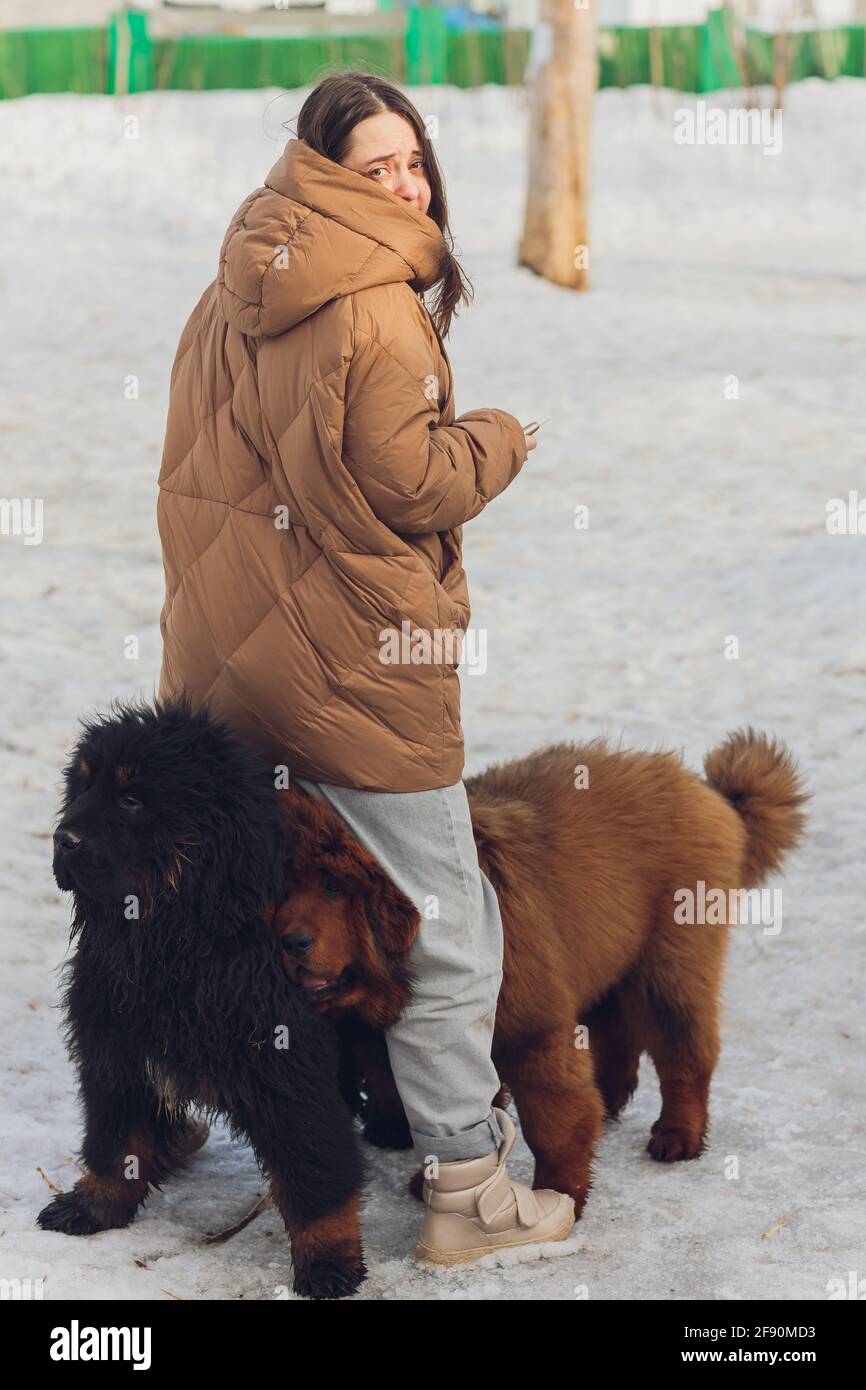 Are Cane Corsos Hunting Dogs